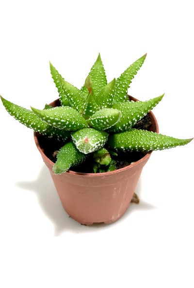Ünal Kaktüs Haworthia Attenuata Tamba (Sukulent)