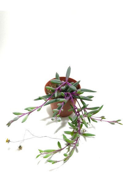 Ünal Kaktüs Othonna Capensis Rubra (Sukulent)