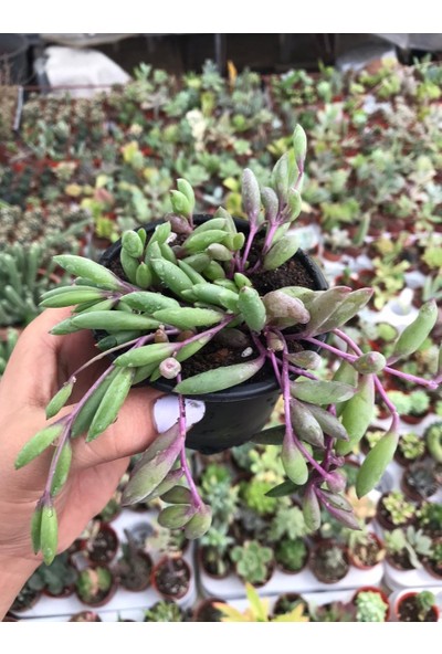 Ünal Kaktüs Othonna Capensis Rubra 8,5 Sukulent