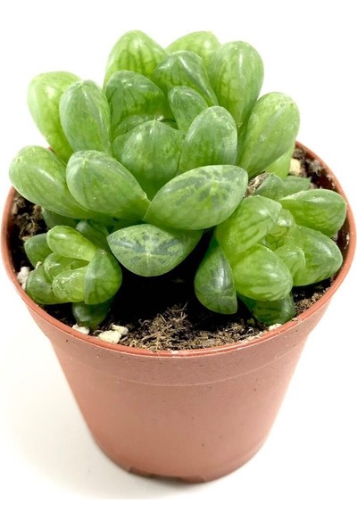 Ünal Kaktüs Haworthia Cooperi Var. Truncata (Sukulent)