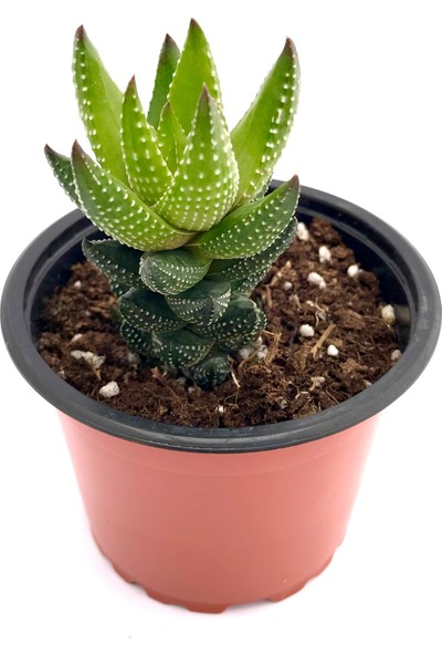 Ünal Kaktüs Haworthia Reinwardtii 8,5 cm (Sukulent)