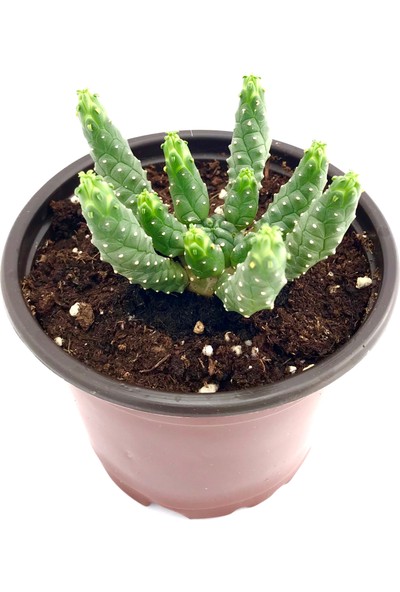 Ünal Kaktüs Euphorbia Inermis 8,5 cm (Kaktüs)