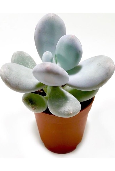 Ünal Kaktüs Pachyphytum Oviferum (Sukulent)