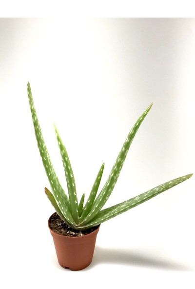 Ünal Kaktüs Aloe Vera (Sukulent)