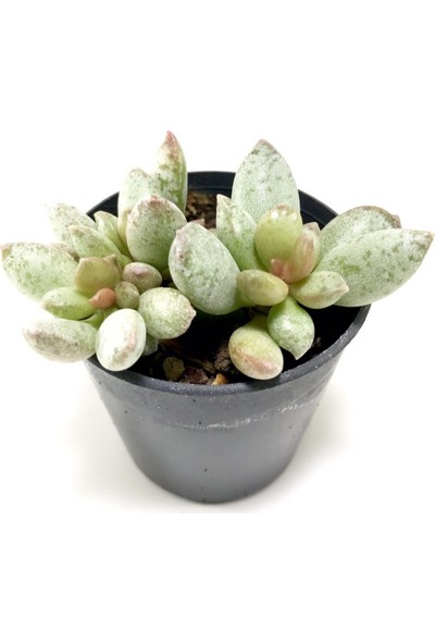 Ünal Kaktüs Adromischus Mammillaris (Sukulent)
