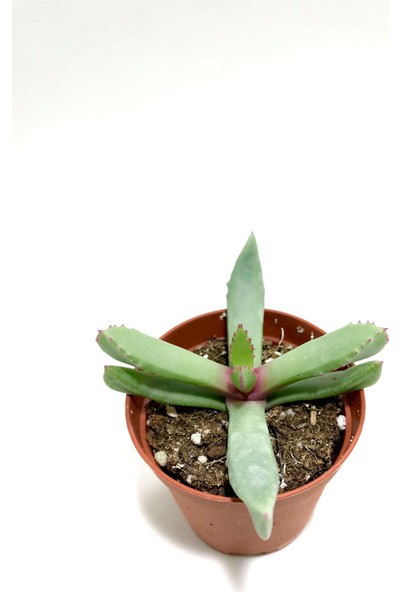 Ünal Kaktüs Carruanthus Peersii