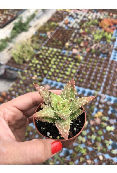 Ünal Kaktüs Aloe Squarrosa (Sukulent)