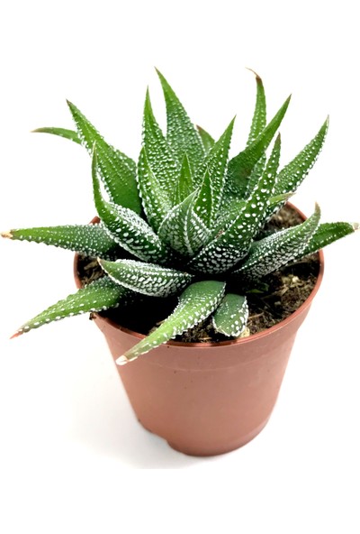 Ünal Kaktüs Haworthia Fasciata Var. Concolor (Sukulent)