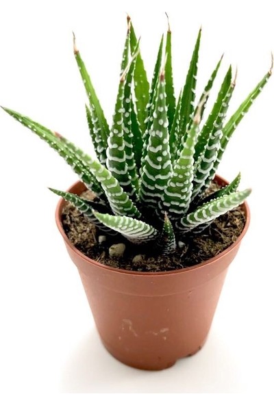 Ünal Kaktüs Haworthia Fasciata (Sukulent)