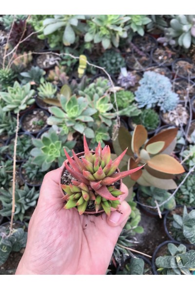 Ünal Kaktüs Haworthia Rigida (Sukulent)