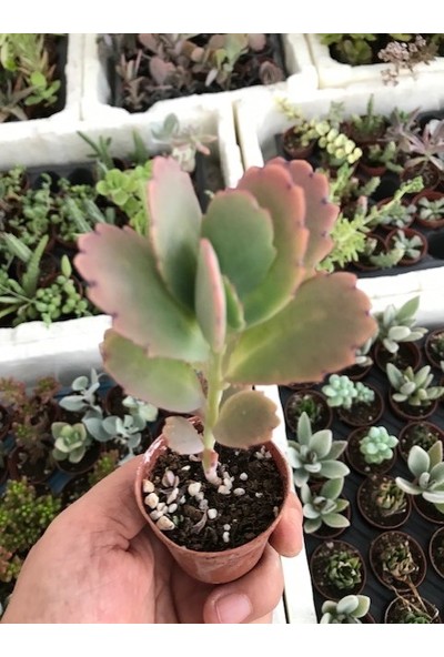 Ünal Kaktüs Kalanchoe Fedtschenkoi (Sukulent)