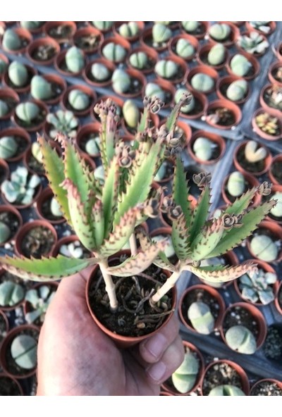 Ünal Kaktüs Kalanchoe Daigremontiana (Sukulent)