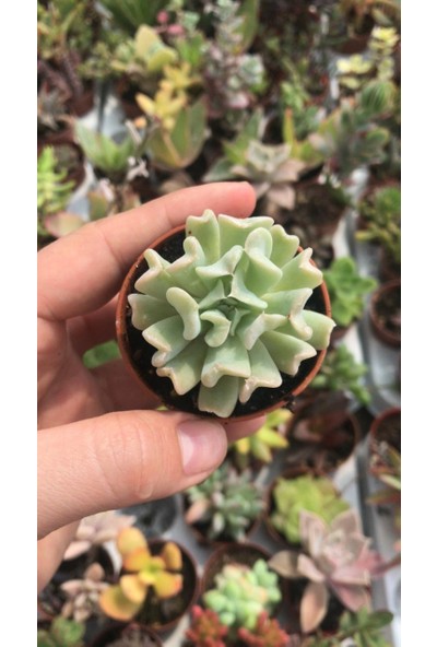 Ünal Kaktüs Echeveria Runyonii Topsy Turvy (Sukulent)