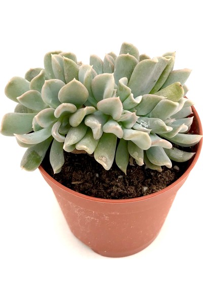 Ünal Kaktüs Echeveria Runyonii Topsy Turvy Cristata (Sukulent)