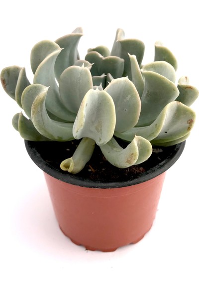 Ünal Kaktüs Echeveria Runyonii Topsy Turvy 8,5 (Sukulent)