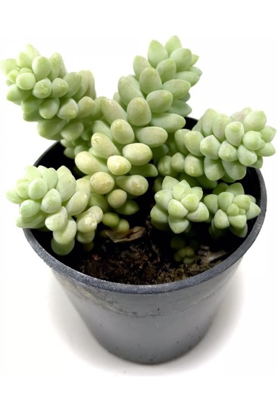 Ünal Kaktüs Sedum Morganianum Burrito (Sukulent)