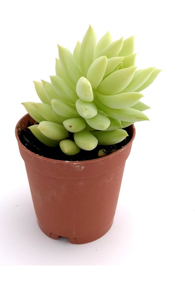 Ünal Kaktüs Sedum Morganianum (Sukulent)