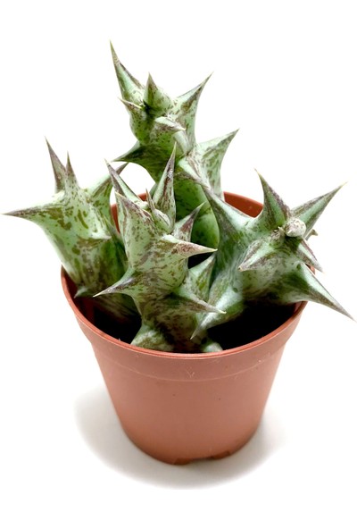 Ünal Kaktüs Orbea Decaisneana (Sukulent)
