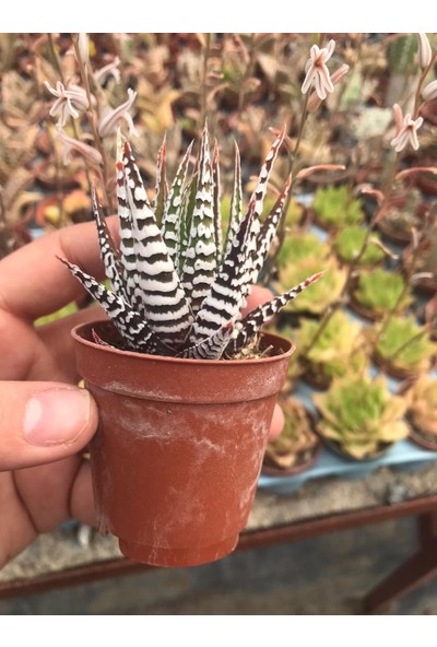 Ünal Kaktüs Haworthia Fasciata Big Band (Sukulent)