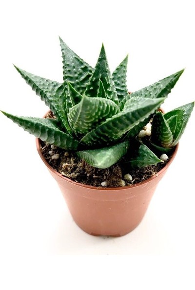 Ünal Kaktüs Haworthia Limifolia (Sukulent)