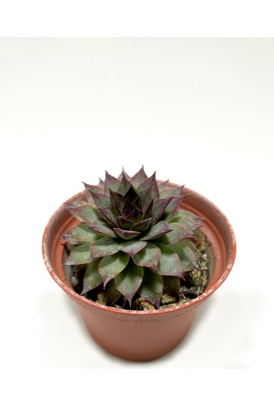Ünal Kaktüs Sempervivum Tectorum (Red- Kırmızı) Sukulent