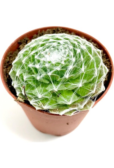Ünal Kaktüs Sempervivum Arachnoideum (Sukulent)
