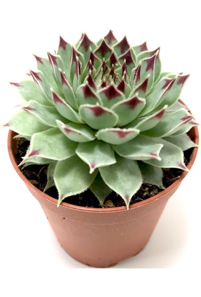 Ünal Kaktüs Sempervivum Calcareum (Sukulent)