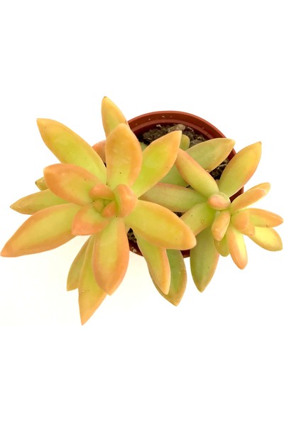 Ünal Kaktüs Sedum Nussbaumerianum (Sukulent)