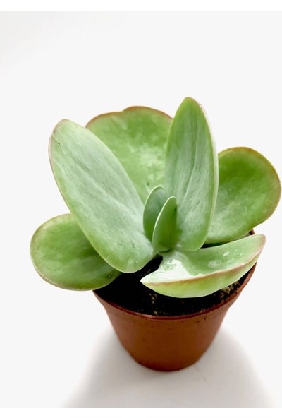 Ünal Kaktüs Kalanchoe Thyrsiflora (Sukulent)