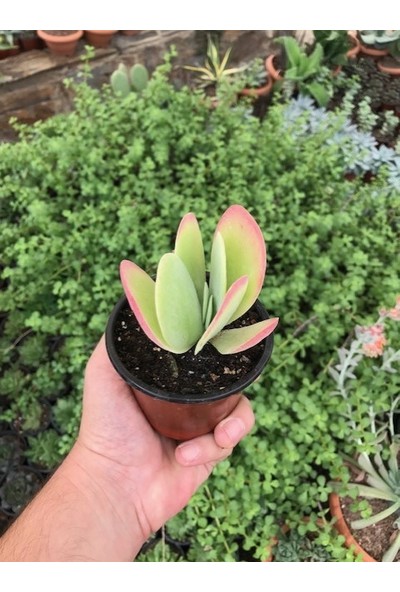 Ünal Kaktüs Kalanchoe Thyrsiflora 8,5 cm (Sukulent)