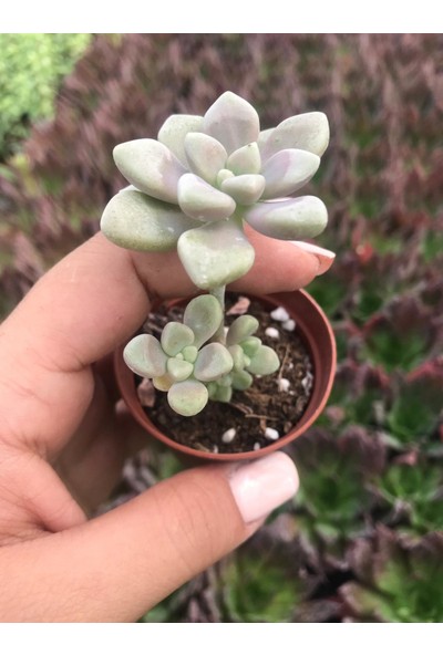 Ünal Kaktüs Graptopetalum Mendozae (Sukulent)