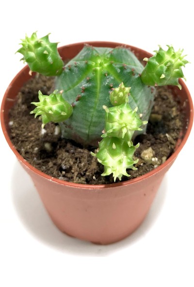 Ünal Kaktüs Euphorbia Globosa (Kaktüs)