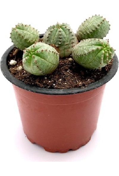 Ünal Kaktüs Euphorbia Globosa 8,5 cm (Kaktüs)