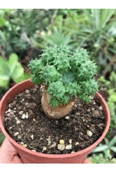 Ünal Kaktüs Euphorbia Globosa 10,5 Cm(Kaktüs)