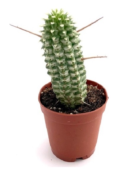 Ünal Kaktüs Euphorbia Mammillaris Variegata (Kaktüs) Ünal Kaktüs Euphorbia Mammillaris Variegata (Kaktüs)