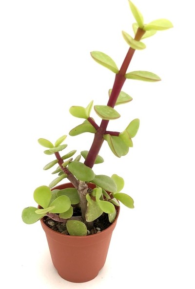 Ünal Kaktüs Portulacaria Afra (Sukulent) Ünal Kaktüs Portulacaria Afra (Sukulent)