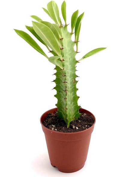 Ünal Kaktüs Euphorbia Trigona (Kaktüs) Ünal Kaktüs Euphorbia Trigona (Kaktüs)
