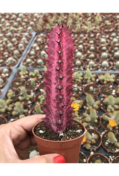 Ünal Kaktüs Euphorbia Trigona Royal Red (Kaktüs) Ünal Kaktüs Euphorbia Trigona Royal Red (Kaktüs)