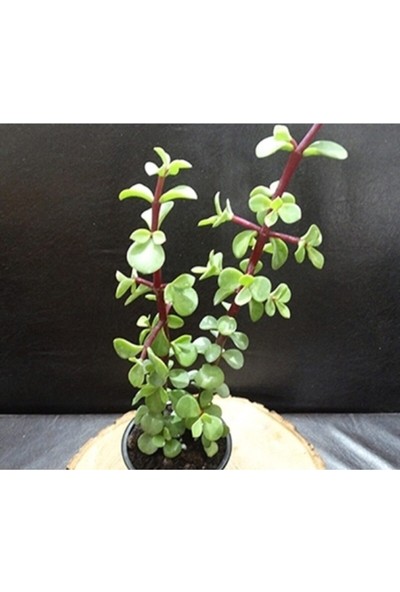 Ünal Kaktüs Portulacaria Afra 8,5 (Sukulent) Ünal Kaktüs Portulacaria Afra 8,5 (Sukulent)