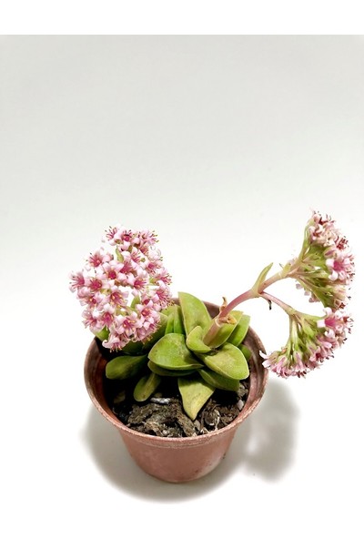 Ünal Kaktüs Crassula Springtime (Sukulent)