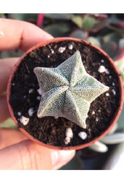 Ünal Kaktüs Astrophytum Myriostigma (Kaktüs)