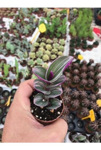 Ünal Kaktüs Tradescantia Fluminensis Variegata Lilac (Sukulent) Ünal Kaktüs Tradescantia Fluminensis Variegata Lilac (Sukulent)