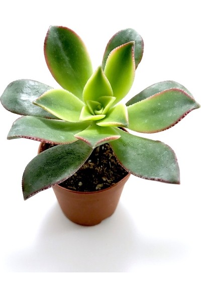 Ünal Kaktüs Aeonium Kiwi (Sukulent)