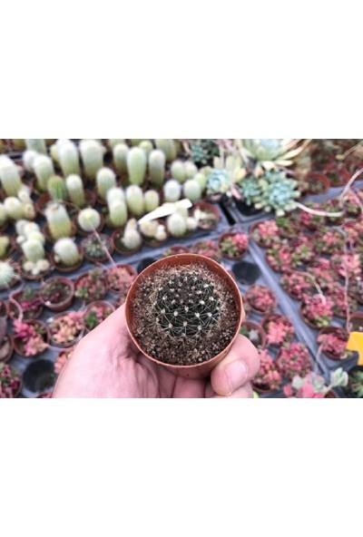 Ünal Kaktüs Rebutia Fulviseta (Kaktüs)