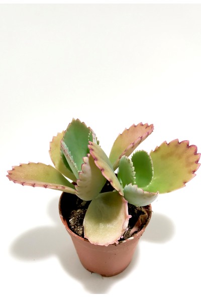 Ünal Kaktüs Kalanchoe Laetivirens (Sukulent) Ünal Kaktüs Kalanchoe Laetivirens (Sukulent)