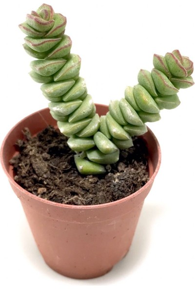 Ünal Kaktüs Crassula Babynecklace (Sukulent)