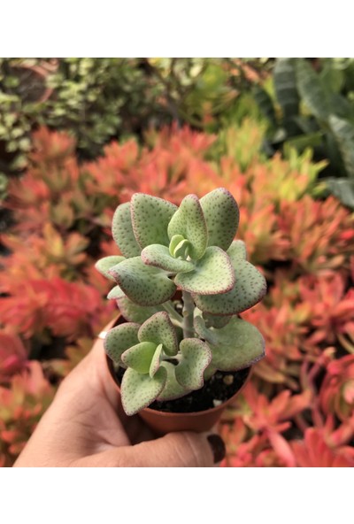 Ünal Kaktüs Crassula Cordata (Sukulent)