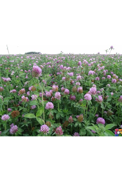 Agrodal Tarım Yonca Tohumu Elçi 1 kg Kaplanmış Tohum