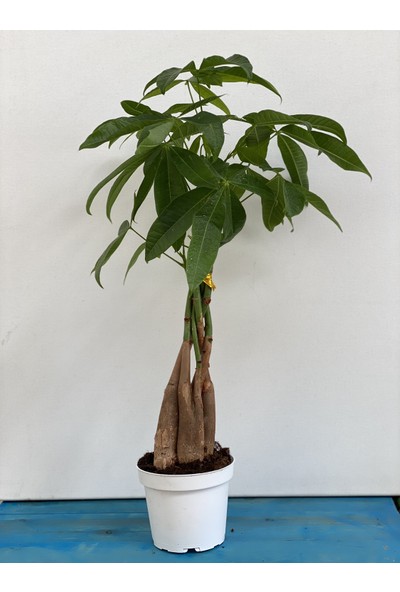 Mermaid Home Para Ağacı Refah Çiçeği Pachira Aquatica