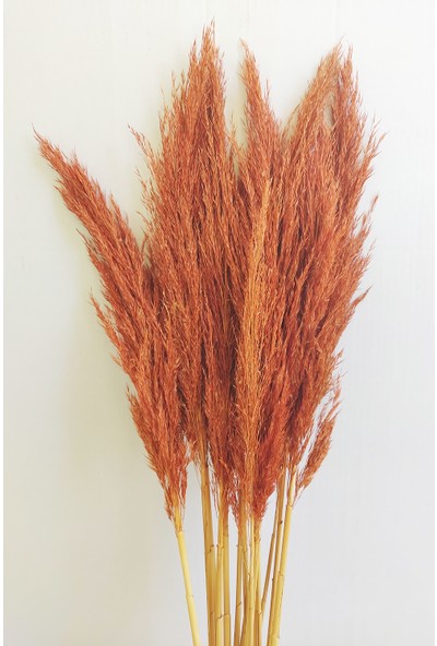 Eçiçek Şoklanmış Pampas Otu Turuncu Renk 100 cm 15'li Demet
